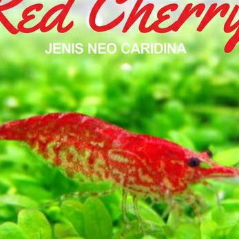 Jual Udang Red Cherry Cakep Penghias Aquarium Aquascape Gojek Only Ya ...