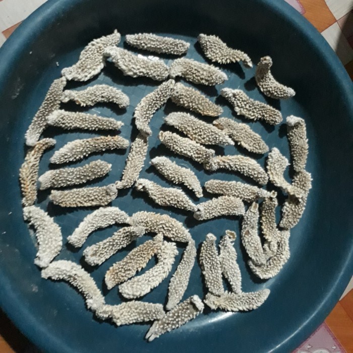 Jual TERIPANG DURI HAISOM QUALITY / TERIPANG LAUT GAMAT KERING - 750 ...