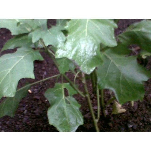 Jual Herbal Jantung Berdebar -DAUN TAKOKAK SEGAR - Tekokak (solanum ...
