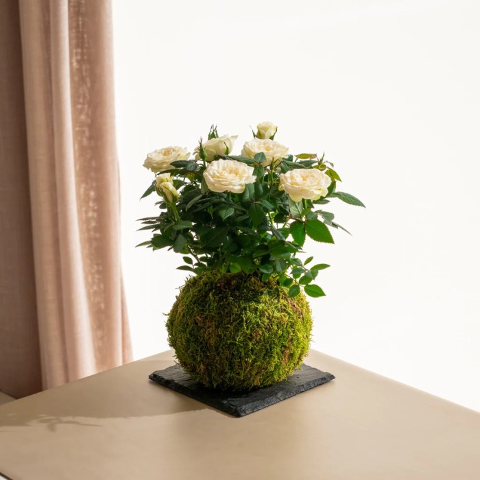 Jual Mossball - Bunga Mawar Putih White Rose Tanaman Hias Indoor ...