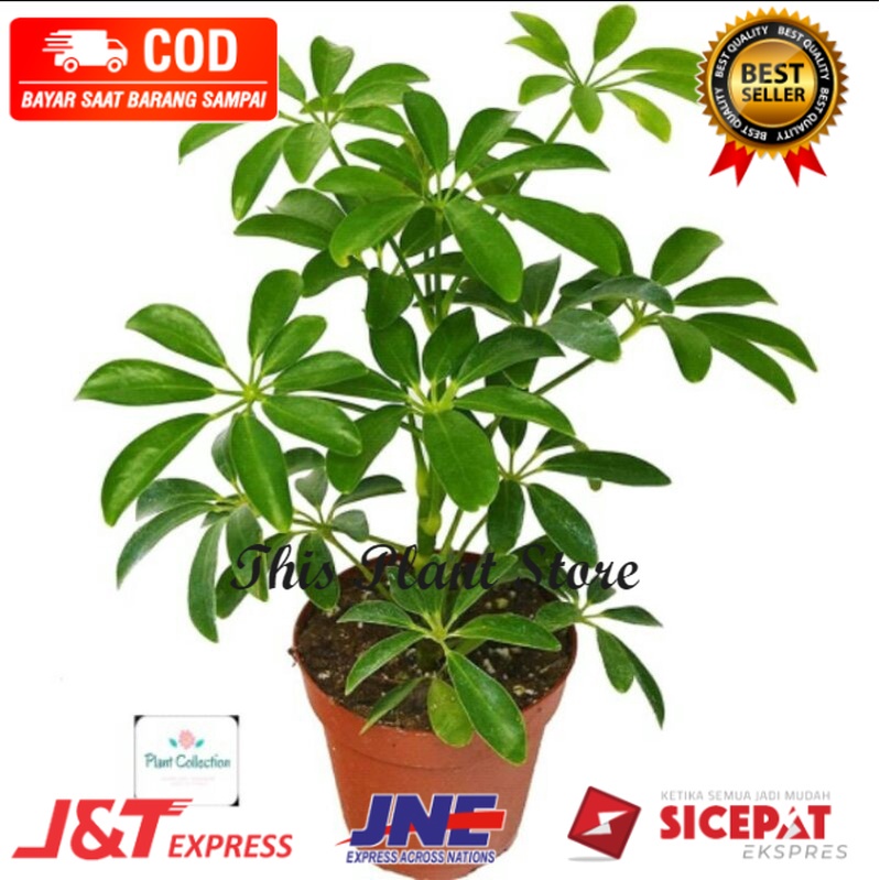 Jual TANAMAN HIAS WALISONGO DAUN HIJAU | SCHEFFLERA ARBORICOLA ( TERLARIS ) | Shopee Indonesia