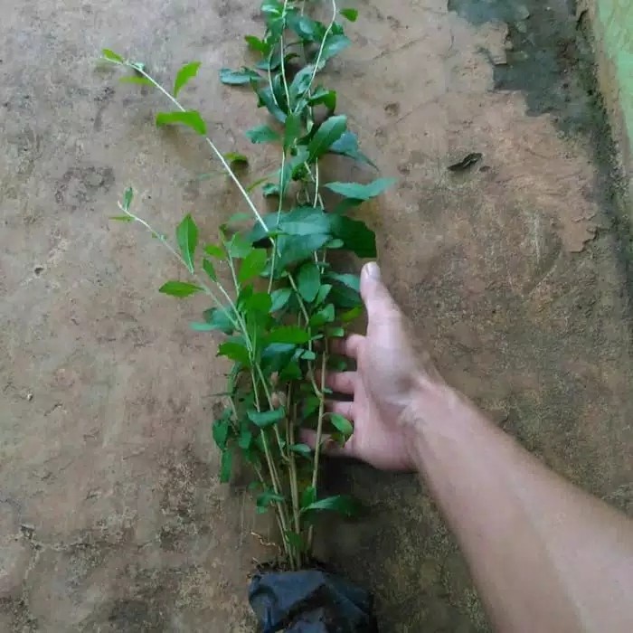 Jual Paket 20 batang Tanaman Menjuntai Li Kwan yu atau Lee kwan yew ...