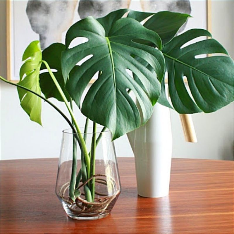 Jual Vas Bunga Kaca Bening Aesthetic / Pot Kaca Tanaman Air Hidroponik ...