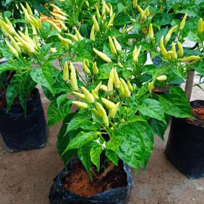 Jual Bibit Tanaman Hidup CABE RAWIT BERBUAH - Bibit Pohon Cabai Rawit ...