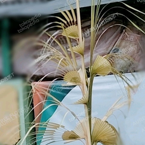 Jual Janur Kuning Pernikahan Terlengkap & Harga Terbaru Mei 2026 ...