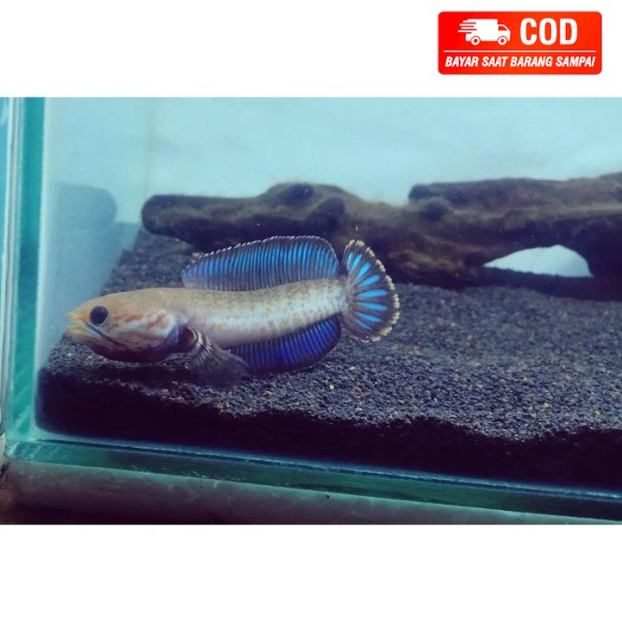 Jual perform akuarium channa andrao blue dwarf cana snake head flaring ...