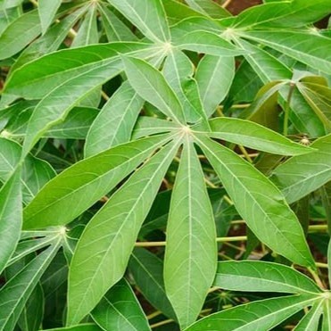 Jual Pucuk Daun SIngkong 100 Gram Segar Organik Superfood Multivitamin ...