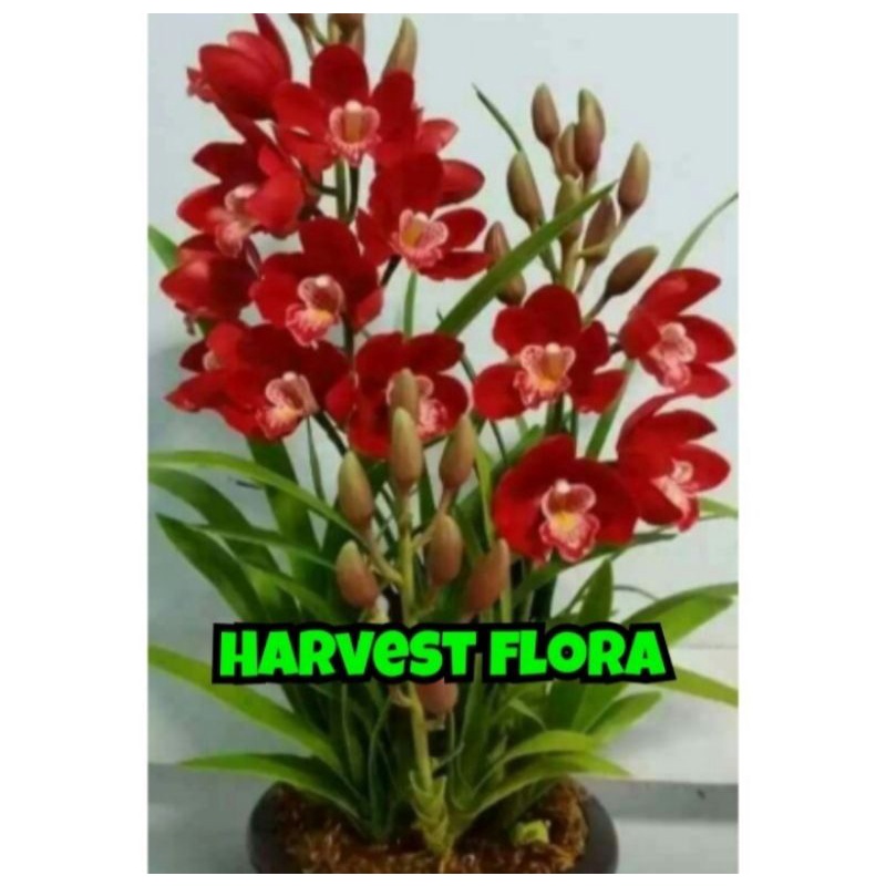 Jual Tanaman hias anggrek tanah Cymbidium bunga merah besar - tanaman ...