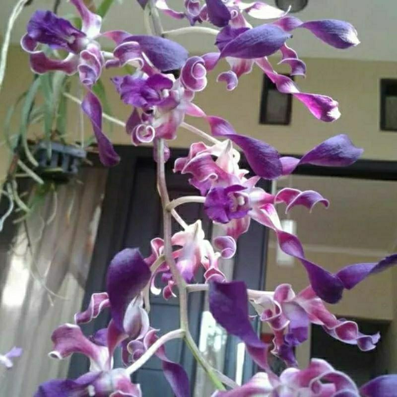 Jual New Prodak Anggrek dendrobium keriting dewasa bunga unggu 100% ...