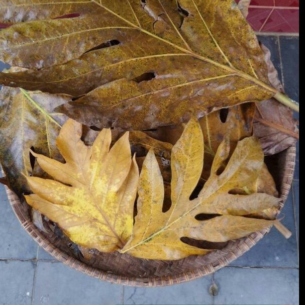 Jual daun kluwih kering / sukun / timbul kering 1 helai | Shopee Indonesia