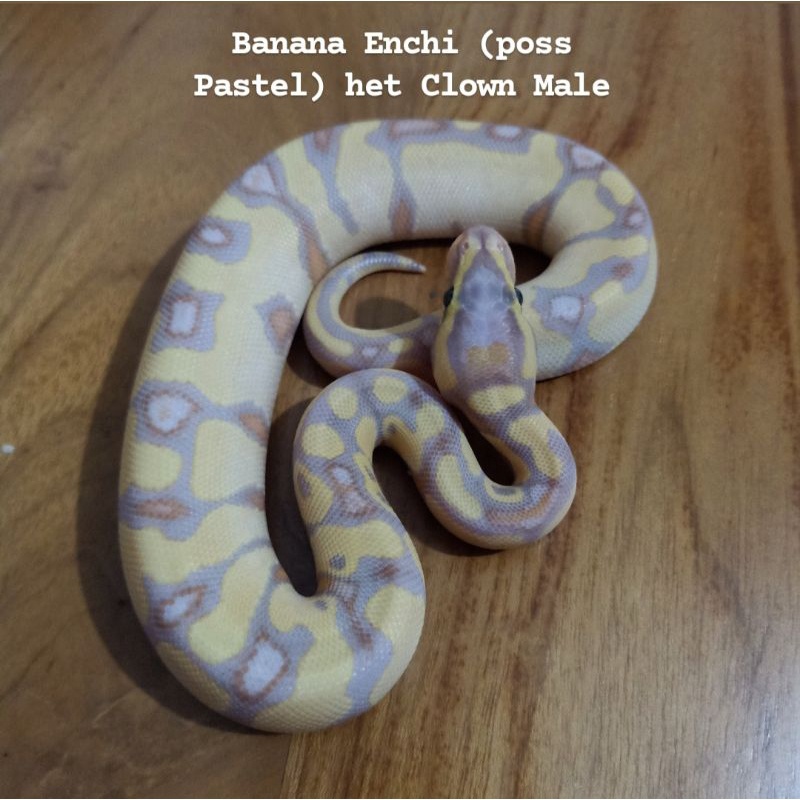 Jual Banana Pastel Enchi het Clown Ball Python Male | Shopee Indonesia