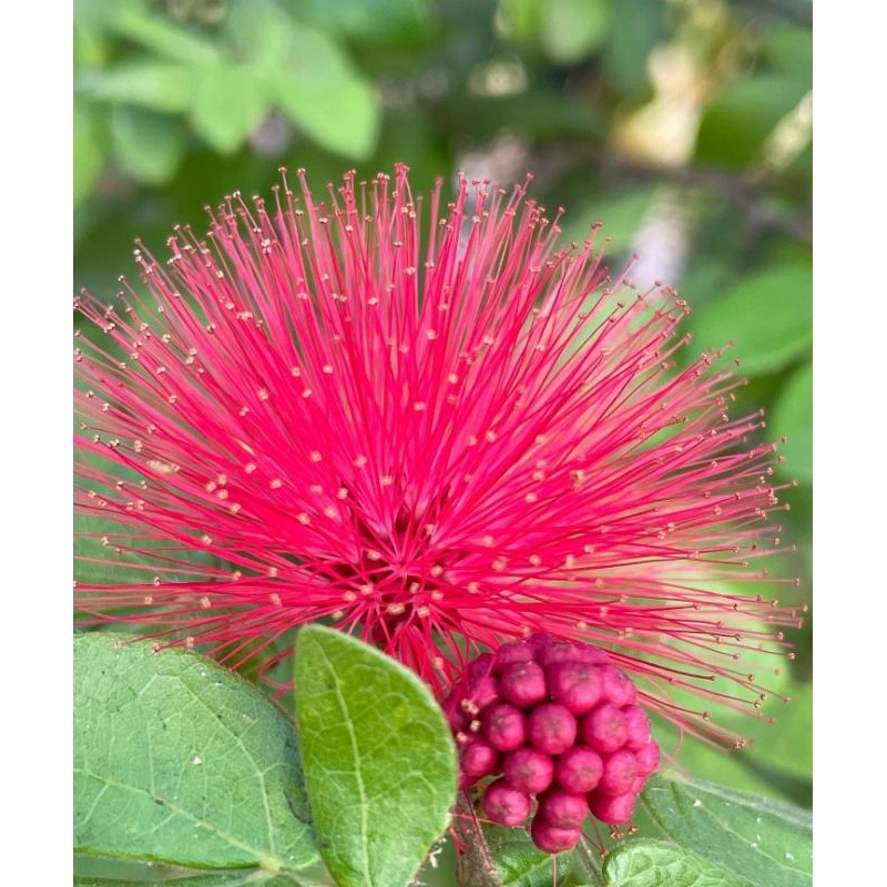 Jual Tanaman bunga bunga Kaliandra merah / Calliandra Tergemina ...