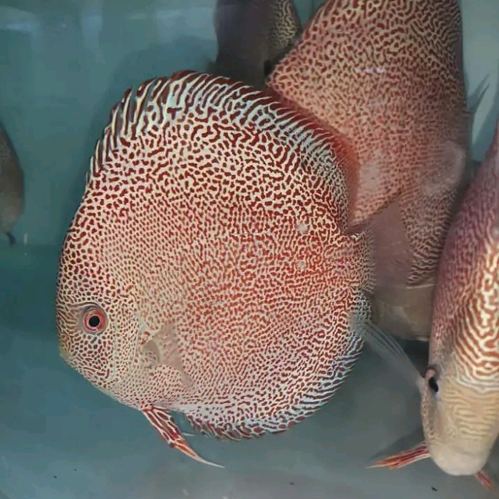 Jual Ikan Discus Super Panthera Ukuran 4 inch | Shopee Indonesia
