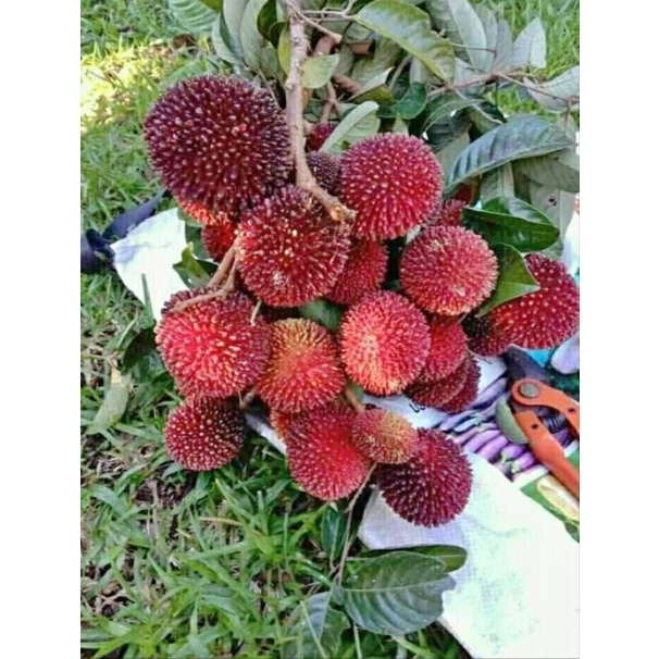 Jual Bibit Rambutan kapulasan super cepat buah okulasi unggul siap ...