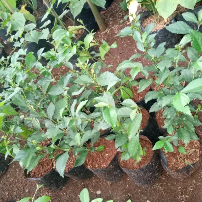 Jual tanaman hias teh-tehan - tetehan tanaman pagar - pohon tetehan ...