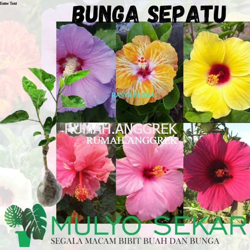 Jual tanaman hias kembang sepatu - bunga Hibiscus tumpuk bangkok ...