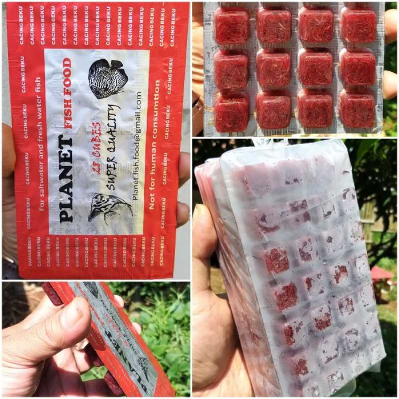 Jual CACING BEKU KAPSUL BLOODWORM PAKAN IKAN PREDATOR LOUHAN CHANNA ...