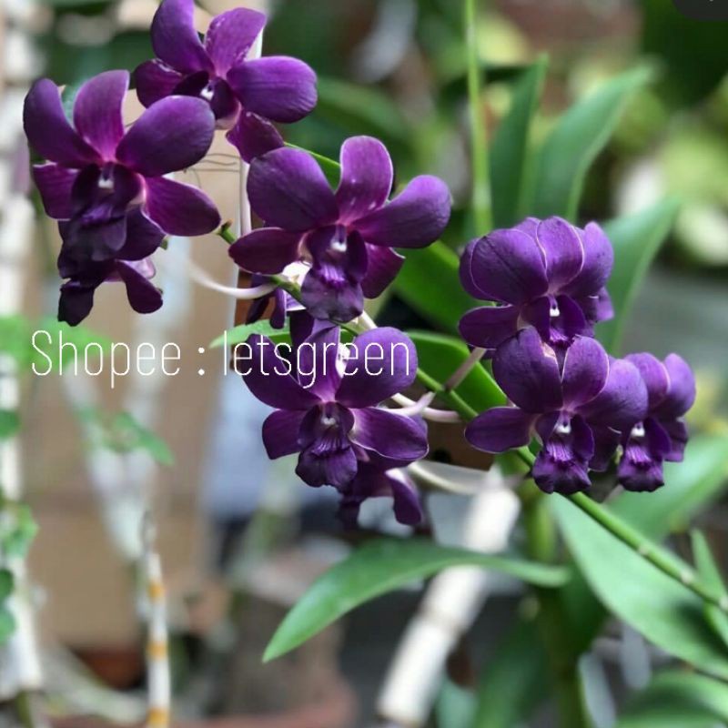 Jual Anggrek Dendrobium Blue Angel (Plant Mini) | Shopee Indonesia