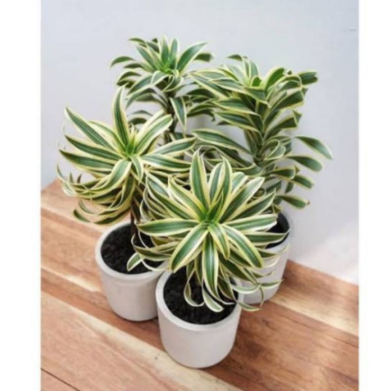 Jual TANAMAN HIAS HIDUP DRACAENA SONG OF INDIA SUJI KUNING BAMBU HOKI ...