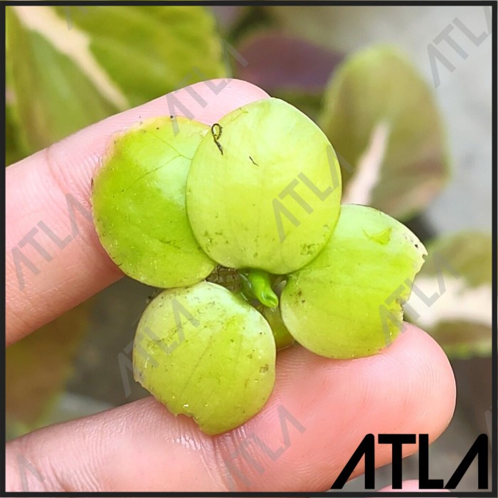 Jual Tanaman Air Amazon Frogbit Hijau Apung Hias Kolam Aquarium ...