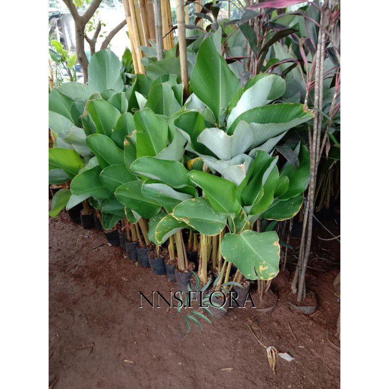 Jual Tanaman Taman Calathea Pisang Calatea Calathea Pisang kipas ...