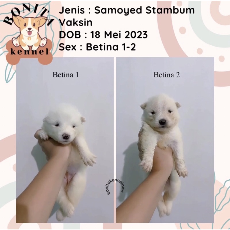 Jual Samoyed Stambum Jantan Betina Anak Anjing Samoyed | Shopee Indonesia