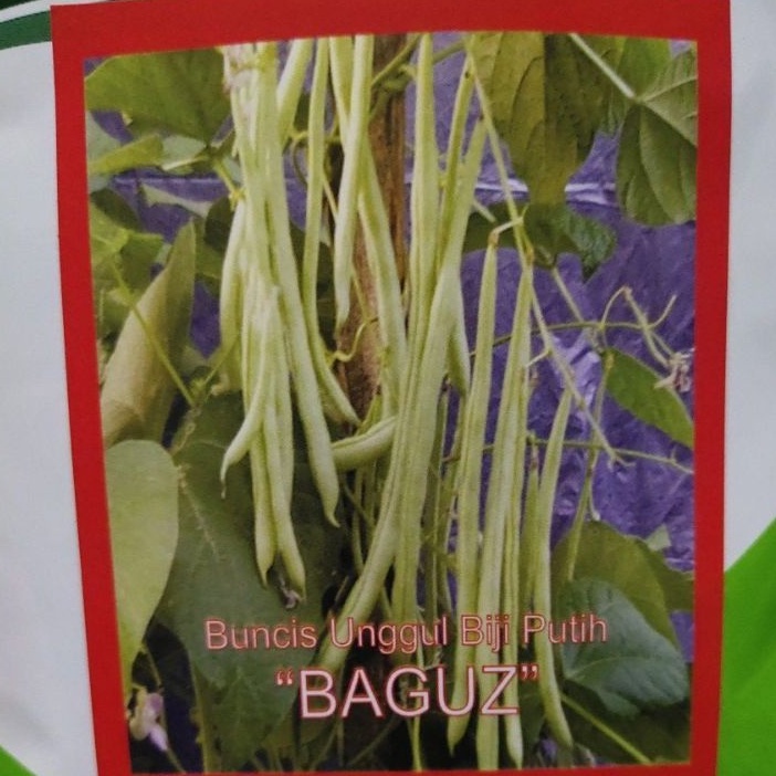 Jual Benih buncis unggul biji putih BAGUZ 50 gram dari garuda seed tipe ...