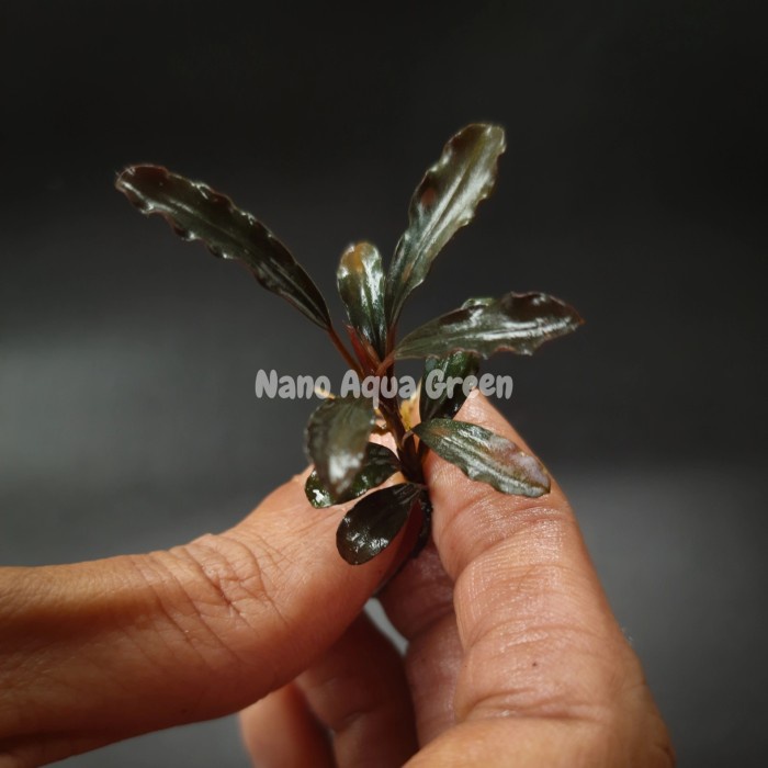 Jual Bucephalandra Brownie Black ( Fake Ghost/Pcs) | Shopee Indonesia