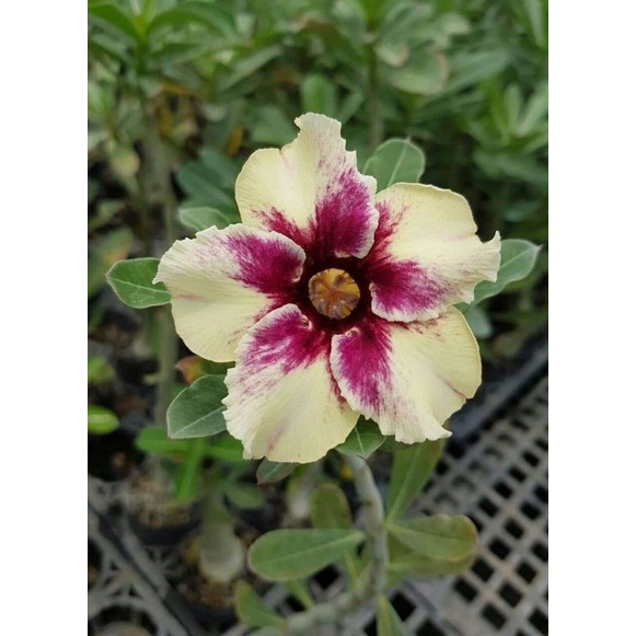 Jual Bibit bunga adenium tumpuk twister-adenium bahan bonsai-kamboja ...