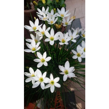 Jual TANAMAN HIAS LILI HUJAN BUNGA PUTIH - TANAMAN HIAS RAIN LILY ...
