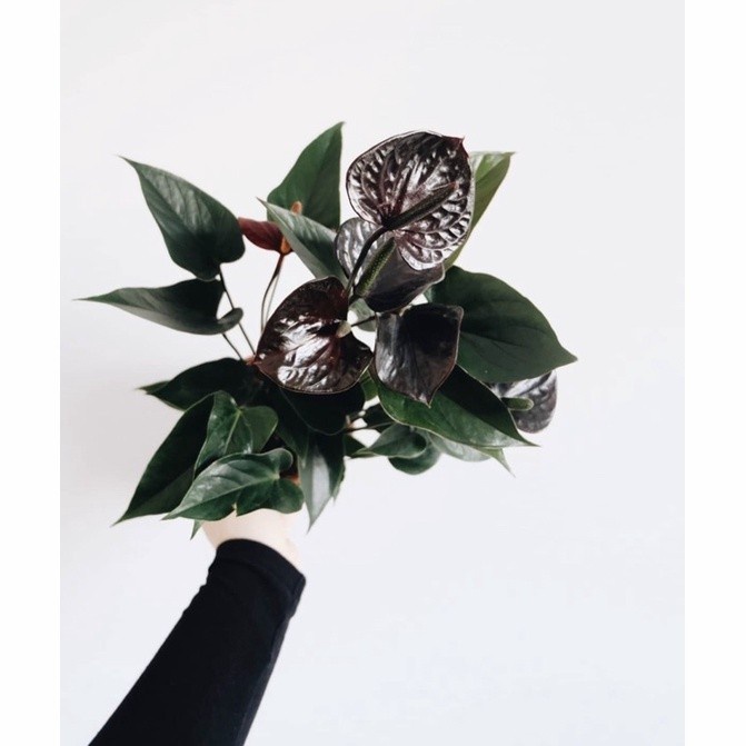 Jual tanaman hias anthurium Mikimouse bunga black maroon taman hias ...