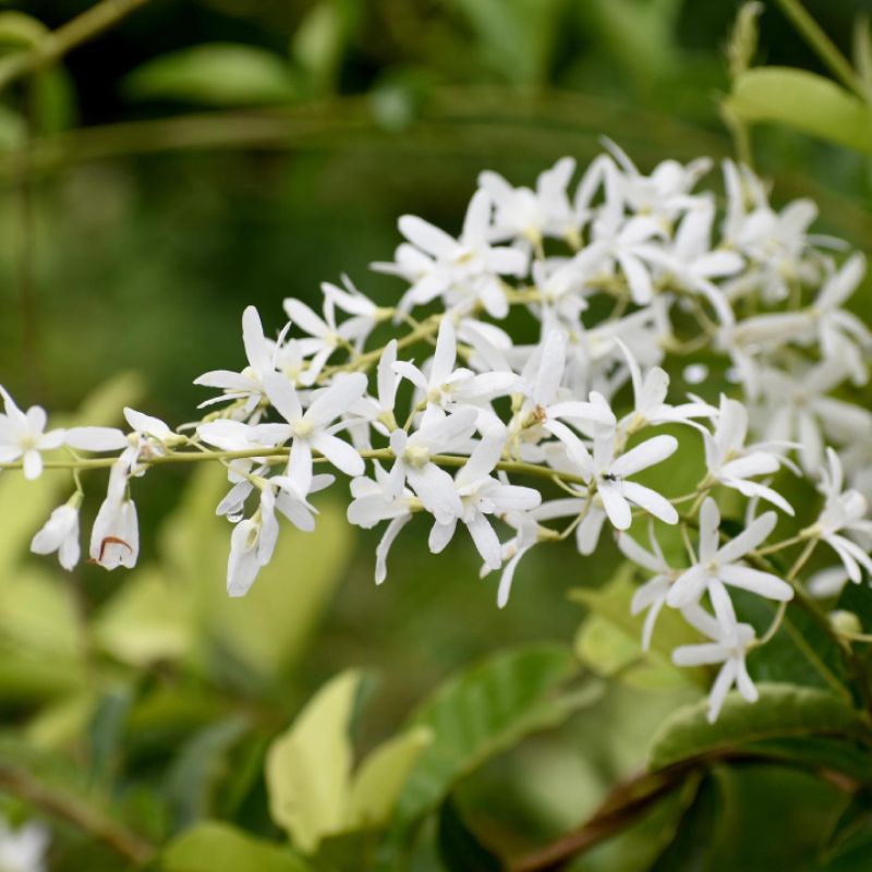 Jual Tanaman bunga petrea volubilis bunga putih / patrea volubilis ...