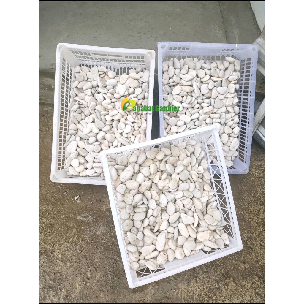 Jual batu koral kupang / batu hias putih untuk taman 8 kg // MAXIMAL ...