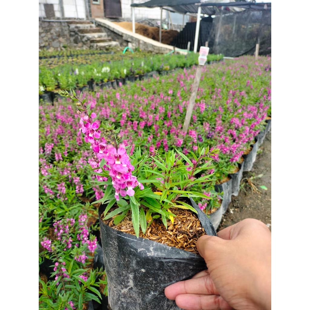 Jual Tanaman Bunga Lavender Angelonia - Bunga Hias Angelonia Berbunga ...