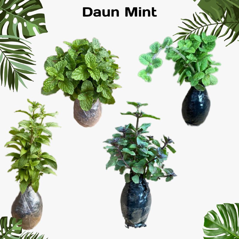 Jual Bibit Tanaman Daun mint Hidup (RIMBUN) untuk Infuse Water herbal ...