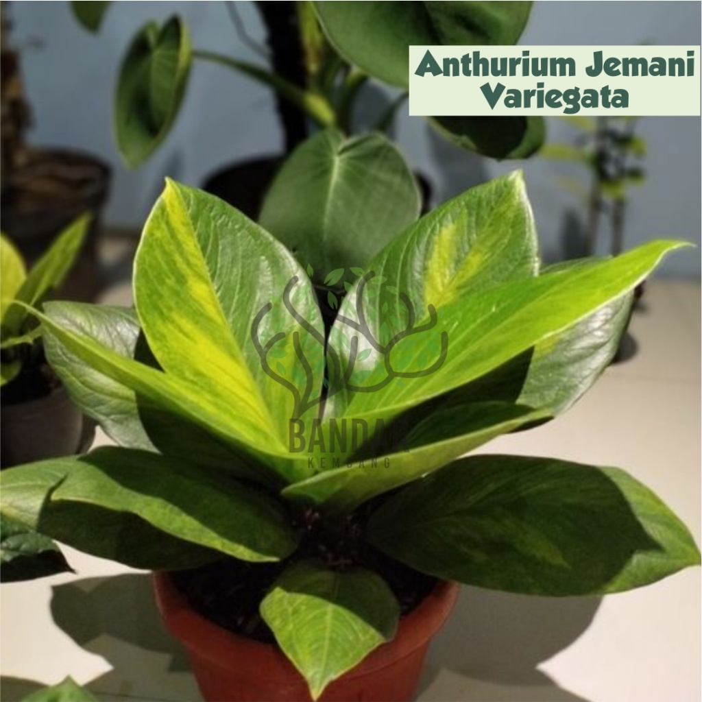 Jual Anthurium Jemani Varigata / Anthurium Kobra Tanaman Daun Hias ...