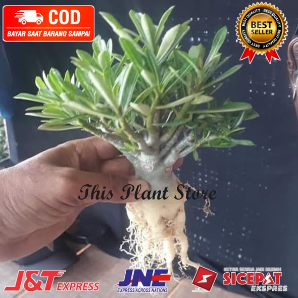 Jual Promo Bonsay Pohon Kamboja Adenium Cabang Seribu Bunga Putih
