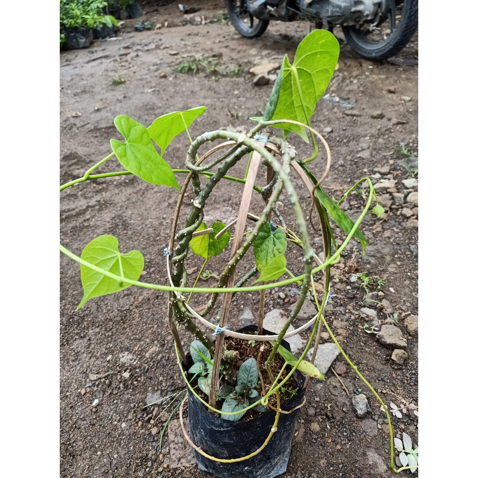 Jual Bibit tanaman brotowali antawali bibit brotowali tanaman herbal ...