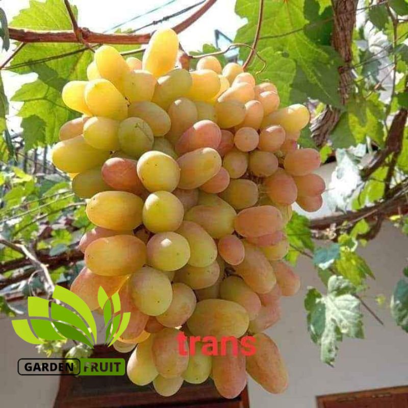 Jual bibit anggur import transfigurasion asli manis hasil GRAFTING ...