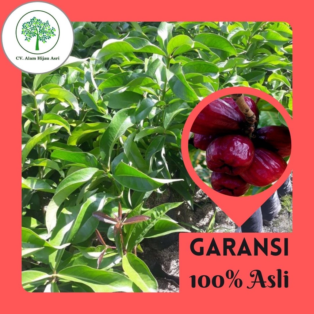 Jual Bibit Jambu Jamaika Jumbo Jambu Bol Asli Tanaman Buah Hasil ...