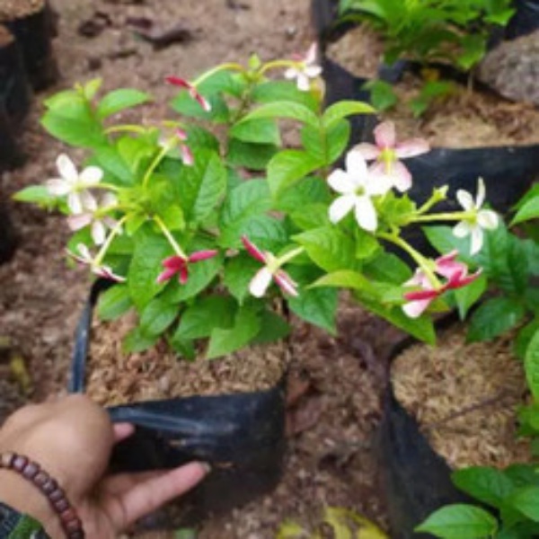 Jual Paket murah bibit tanaman bunga melati belanda bibit bunga melati ...