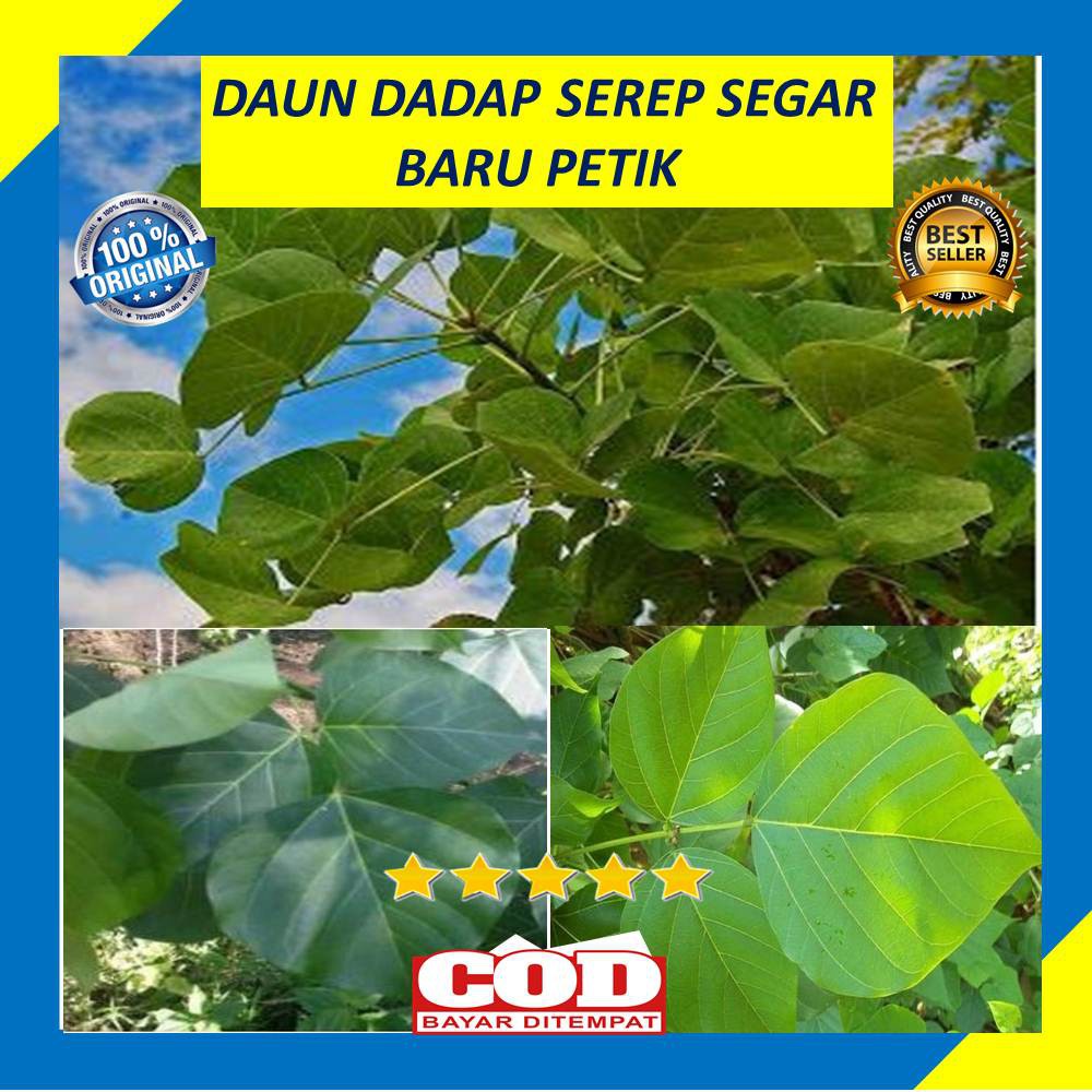 Jual Daun Dadap Serep Segar 250 Gram | Shopee Indonesia