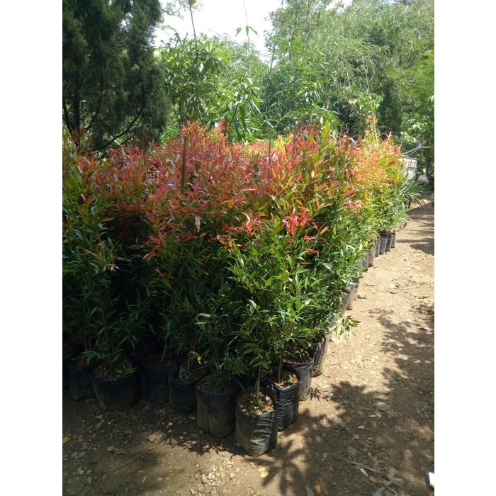 Jual bibit pucuk merah 1 meter rimbun tanaman hias hidup promo murah ...