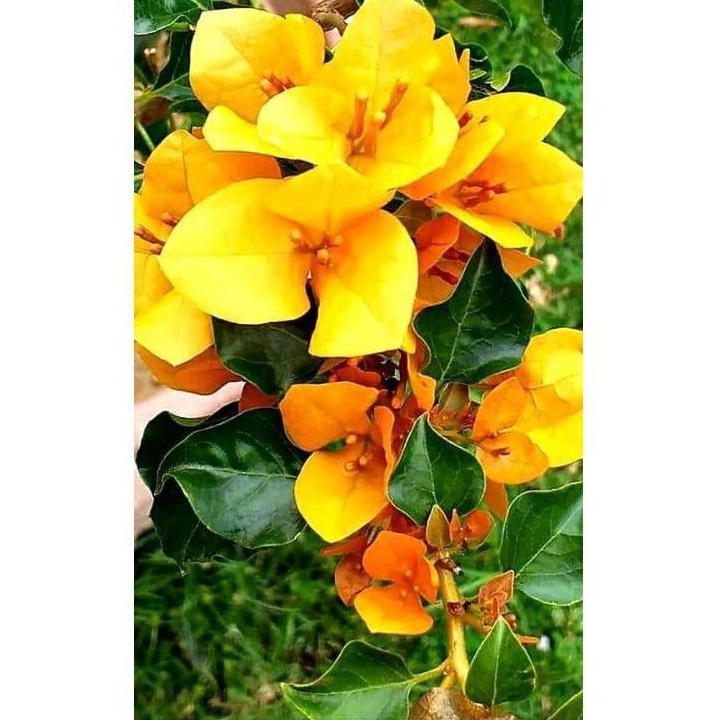 Jual TANAMAN HIAS BOUGENVILLE MONALISA KUNING//BUGENVIL BUNGA KERTAS ...