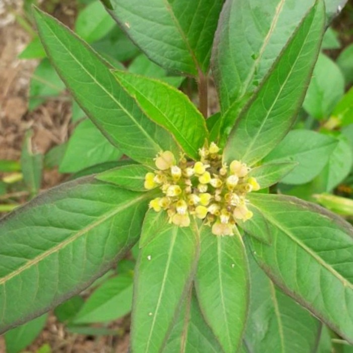Jual Daun Cuci Perut 100Gram Daun Kate Mas Segar Fresh Organik Suduk ...