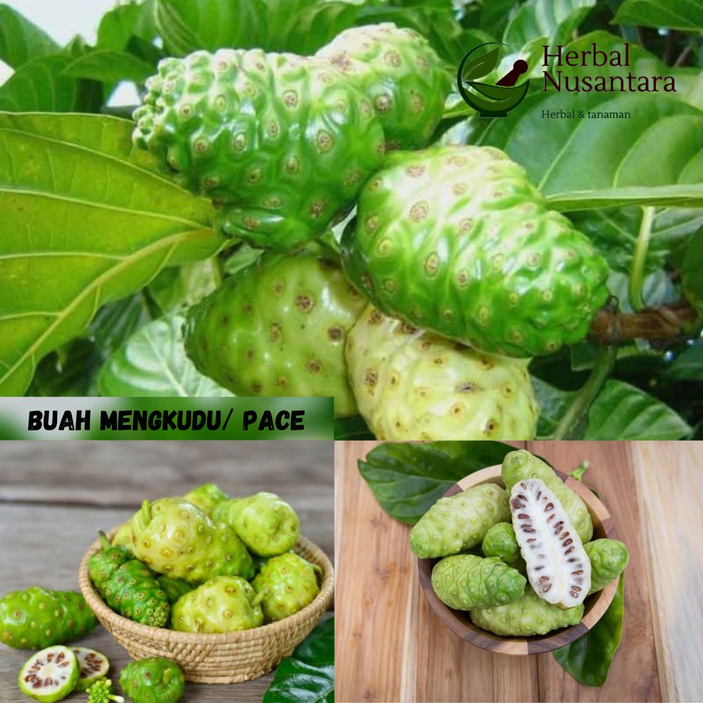 Jual Buah mengkudu segar ( petik langsung 1kg | Shopee Indonesia