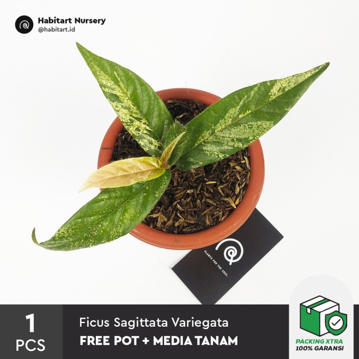 Jual Habitart Nursery - Tanaman Hias Koleksi Ficus Sagittata Variegata + Gratis Pot dan Media ...
