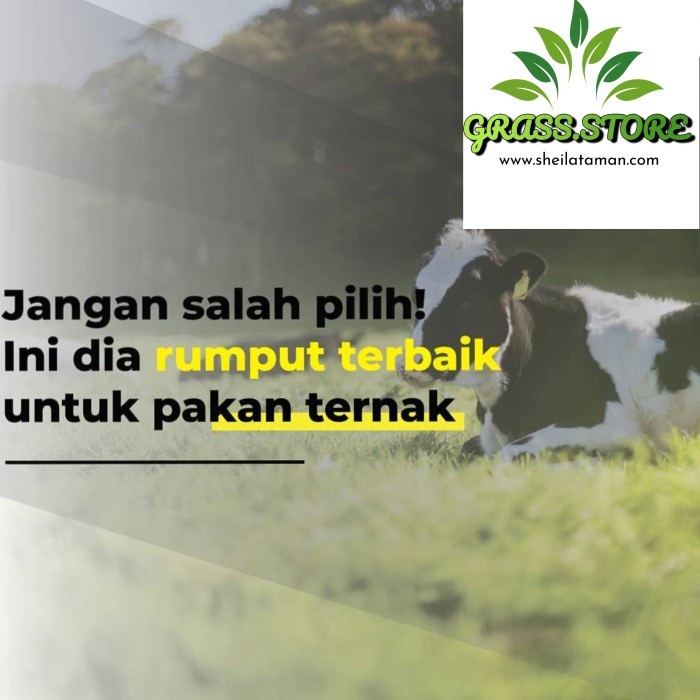 Jual benih rumput pakan ternak 100g - biji rumput pakan ternak-bibit ... Jual benih rumput pakan ternak 100g - biji rumput pakan ternak-bibit ...