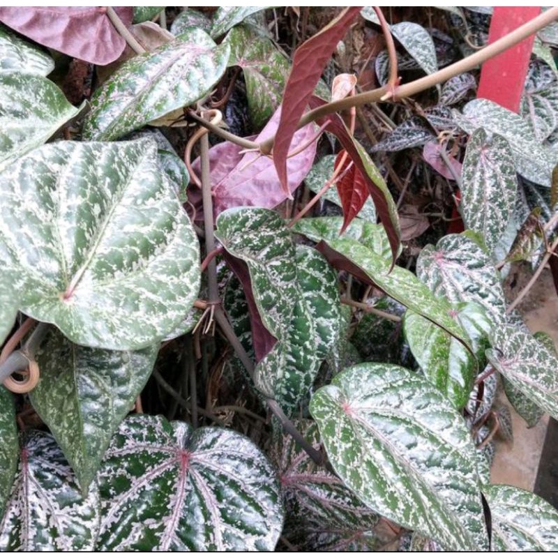 Jual New Promo bibit stek suruh merah- bibit stek suruh wulung (fresh ...