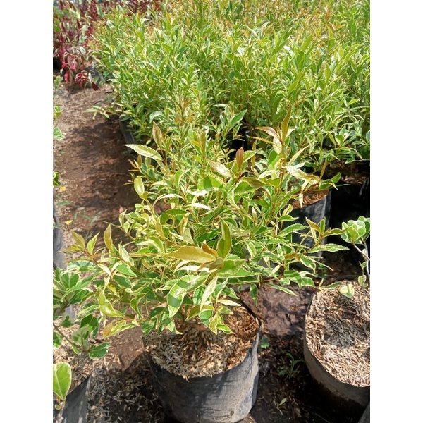 Jual tanaman hias pucuk merah variegata | Shopee Indonesia